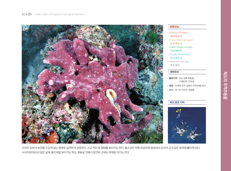 세밀화로 본 독도의 해양생물